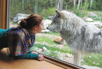 Exhibits | International Wolf Center