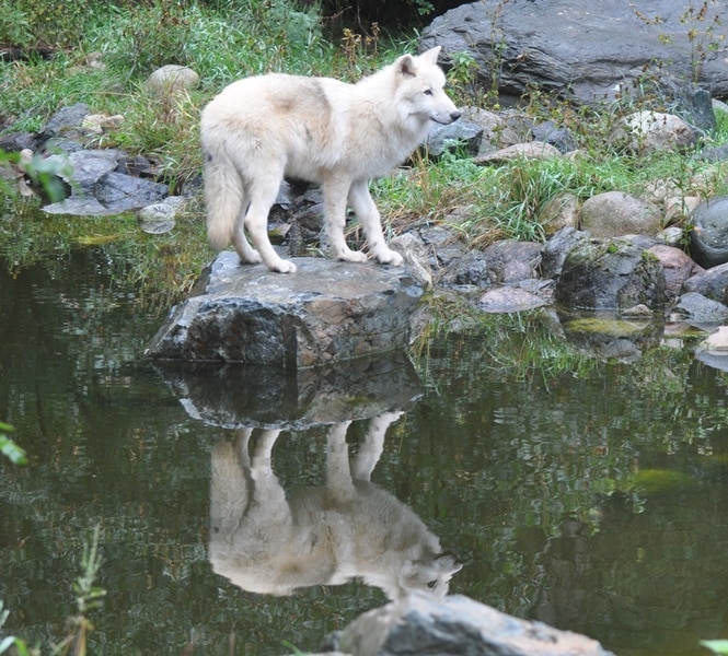 Grayson – A Time for Reflection | International Wolf Center