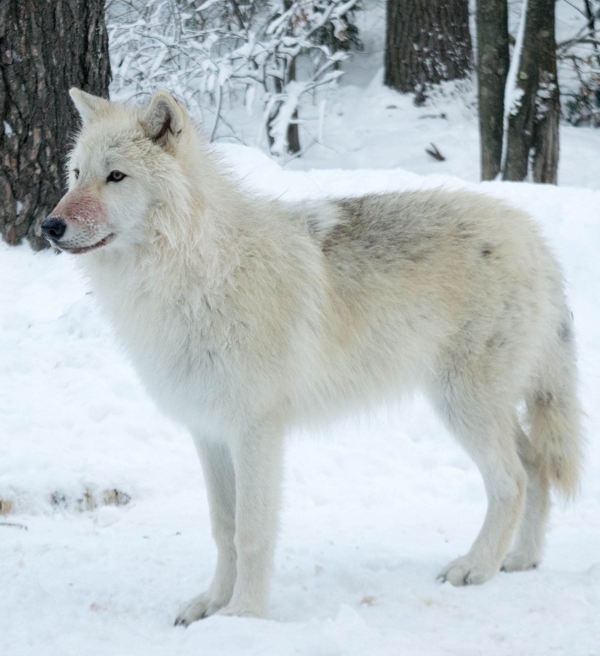Grayson – Finding his Way | International Wolf Center