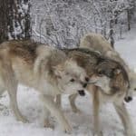 International Wolf Center