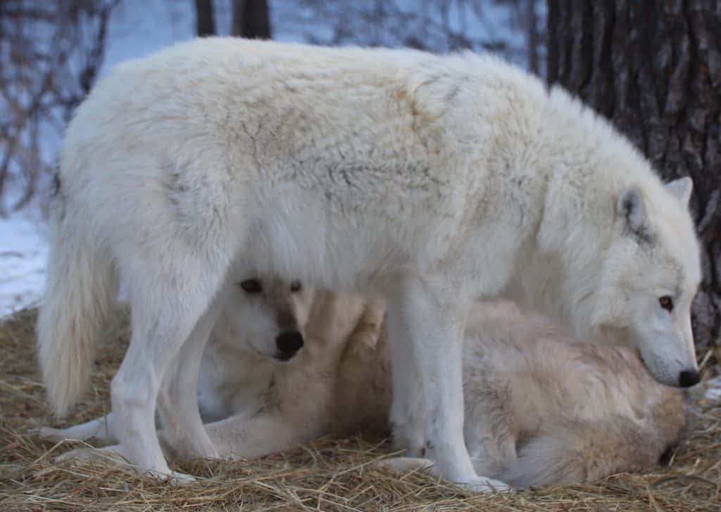 Wolf Biology and Behavior | International Wolf Center